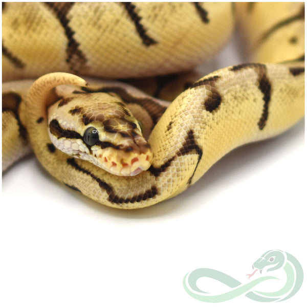 Snakes – Snakes 'N' Stuff