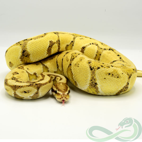 Ball Python Care Sheet – Snakes 'N' Stuff