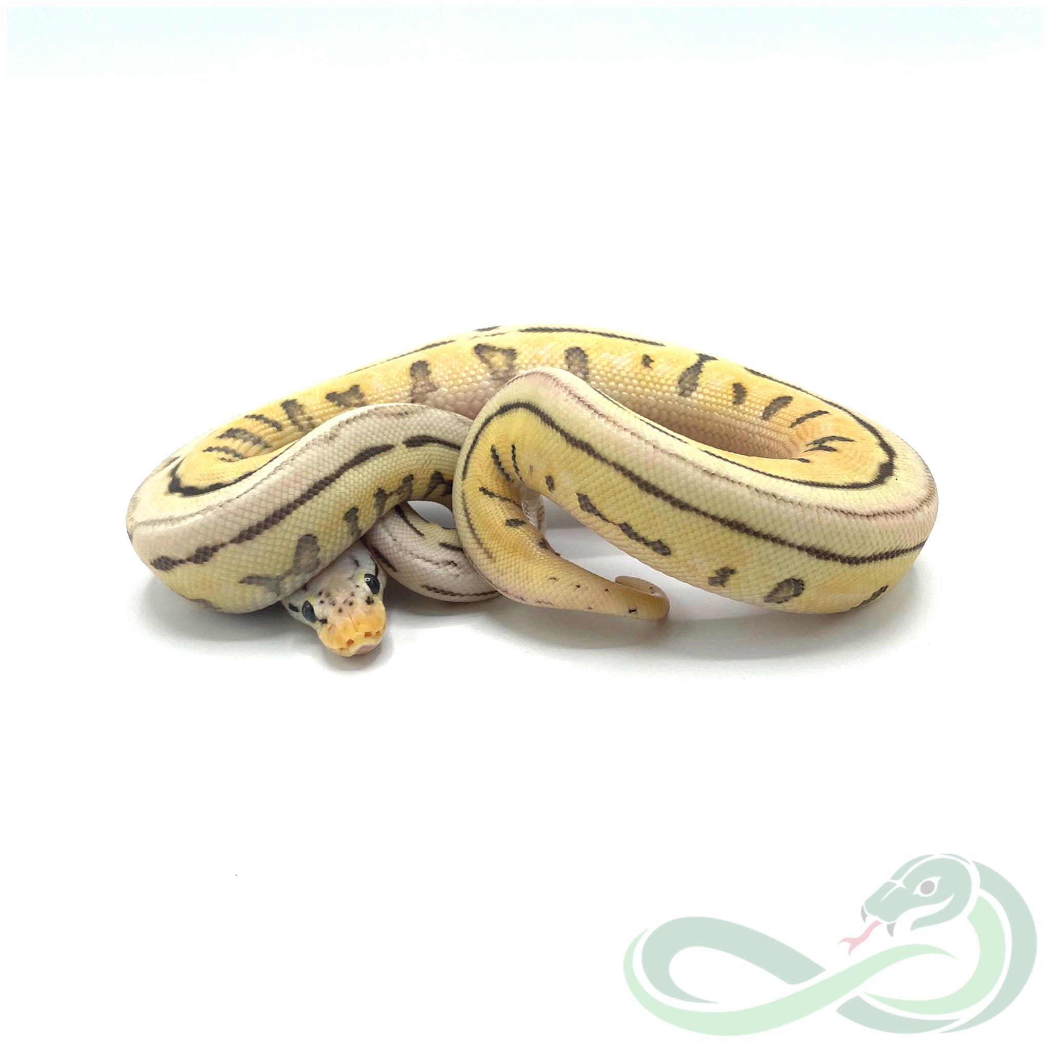 Super Pastel Spider Mojave Puzzle (Female #1) – Snakes 'N' Stuff